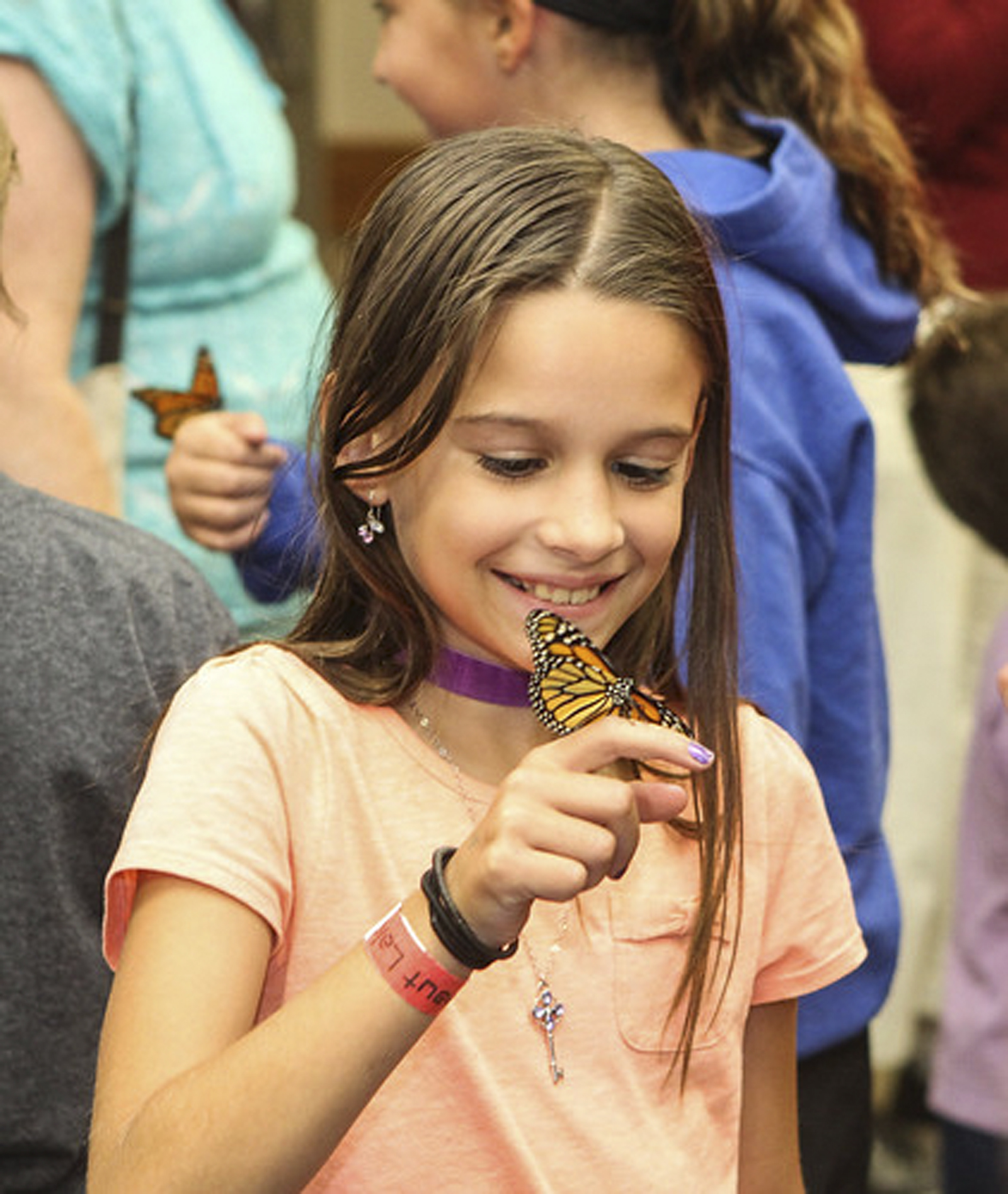 Monarch Butterfly Week Set | News, Sports, Jobs - Post Journal